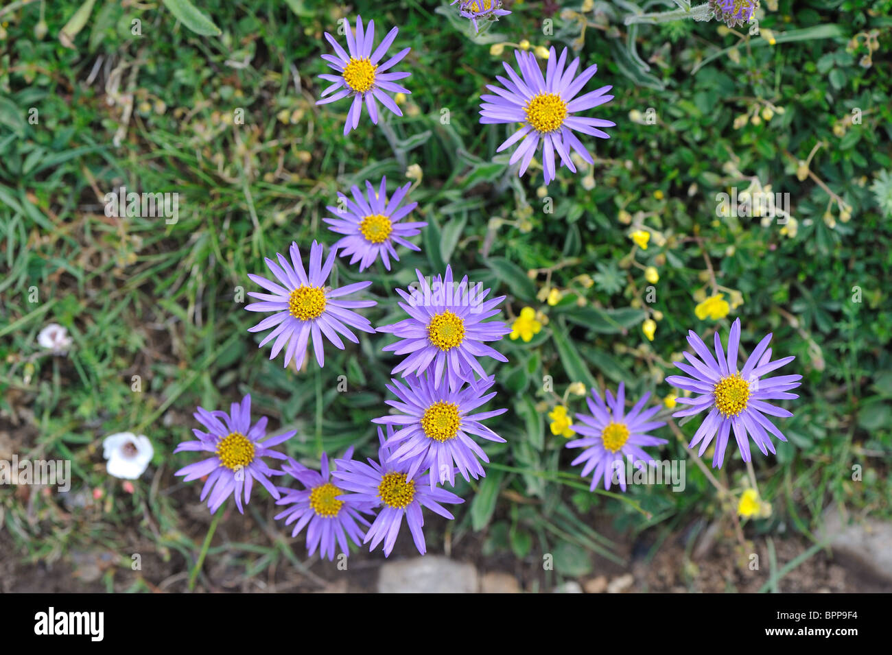 Alpine aster (Aster alpinus L. subsp. cebennensis) - Endemic to the ...