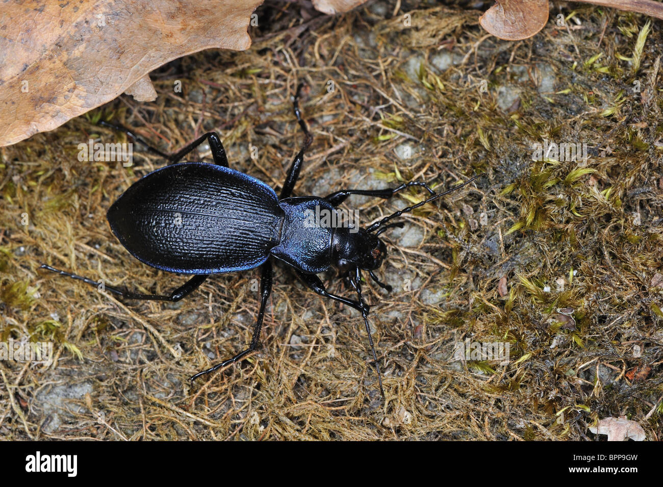 Carabid ground beetle (Carabus (Mesocarabus) problematicus) walking on ...