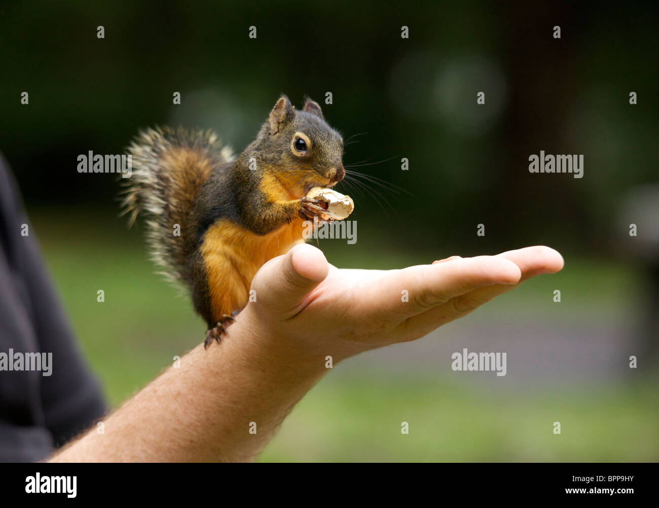 Close up of a squirrel eating peanuts from hand Stock Photo - Alamy
