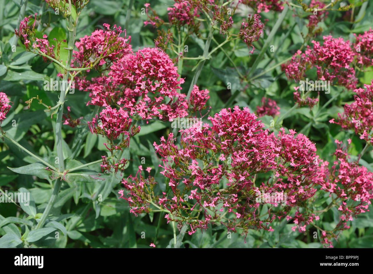 Jupiters beard hi-res stock photography and images - Alamy