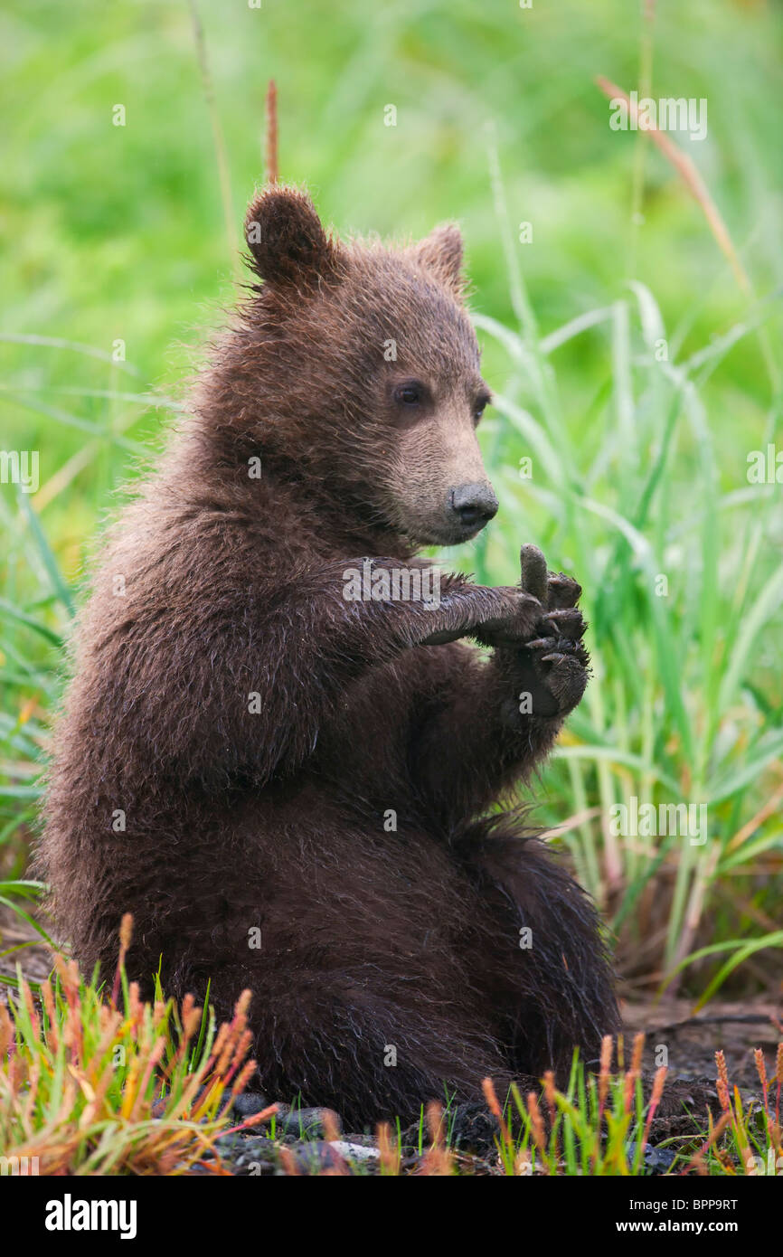A Brown or Grizzly Bear spring cub, Lake Clark National Park, Alaska ...