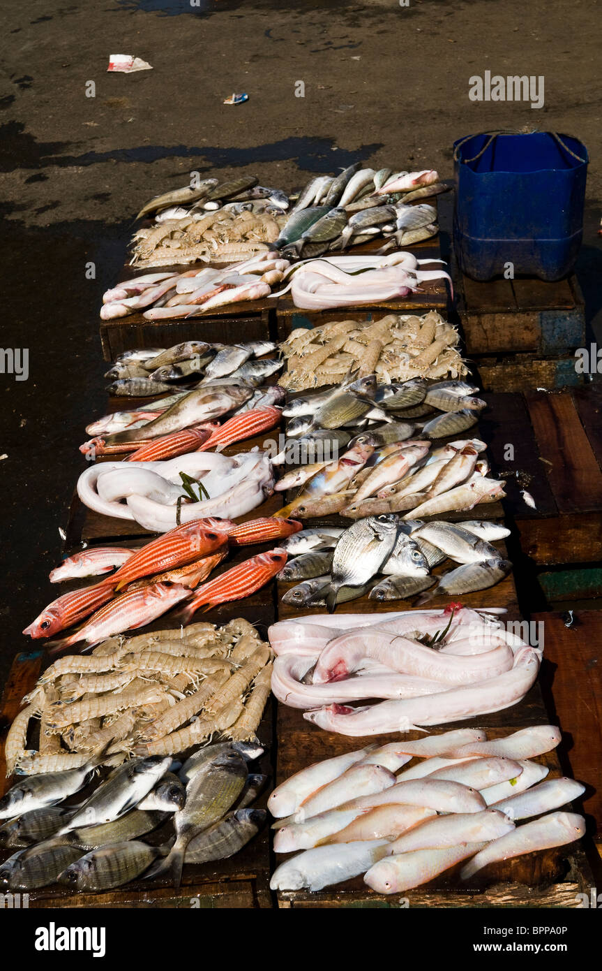 Fresh fish and seafood sold near the fishermen harbor in Alexandria ...