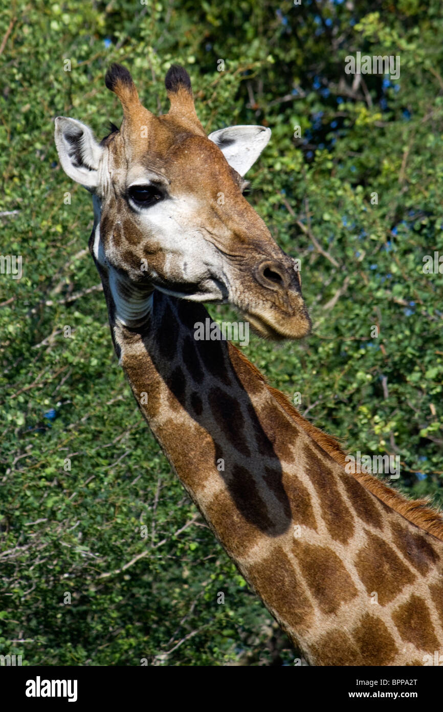 Giraffe neck mane hi-res stock photography and images - Alamy
