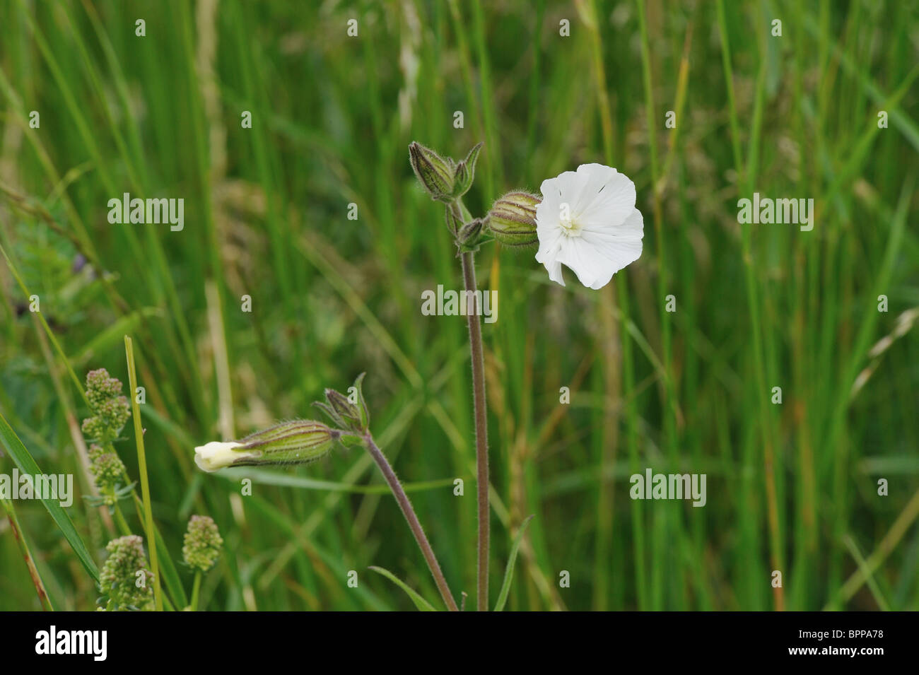 White campion (Silene alba - Melandrium album - Silene latifolia ...