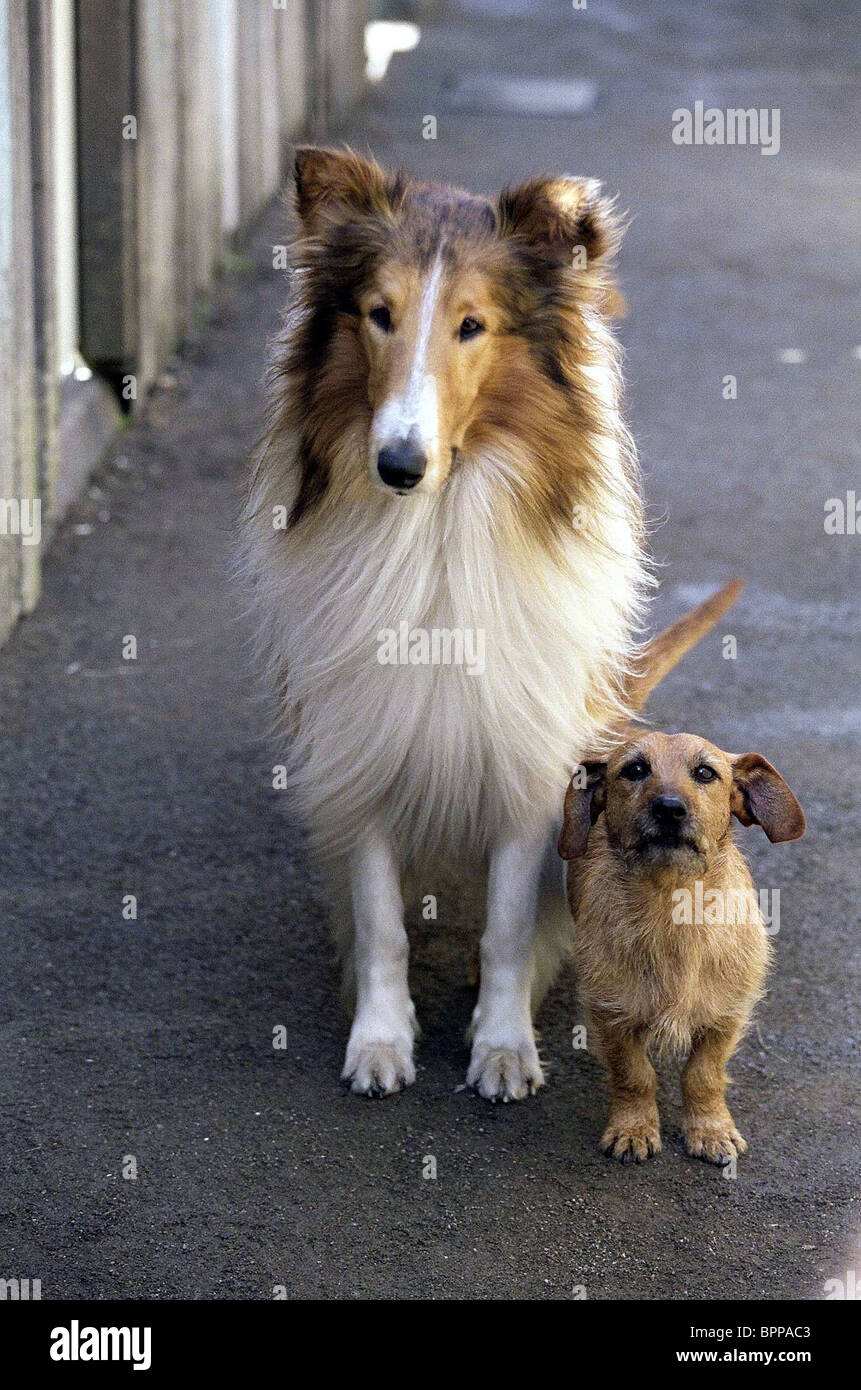 Lassie Dog Film High Resolution Stock Photography and Images - Alamy