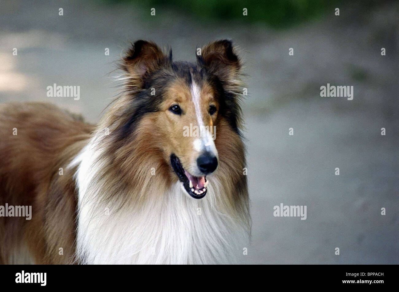 Lassie Dog Film High Resolution Stock Photography and Images - Alamy