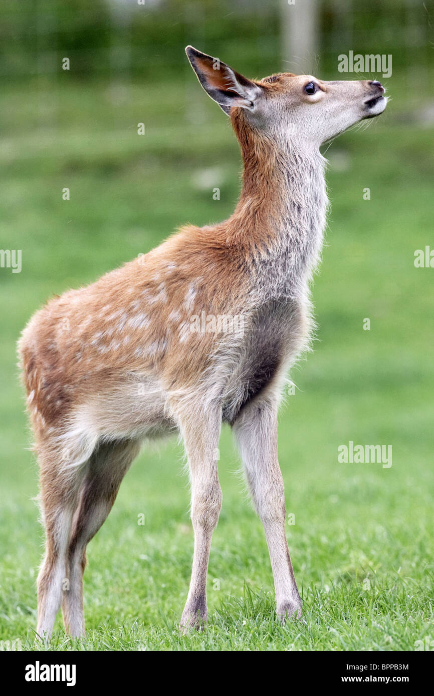 Red deer fawn hi-res stock photography and images - Alamy