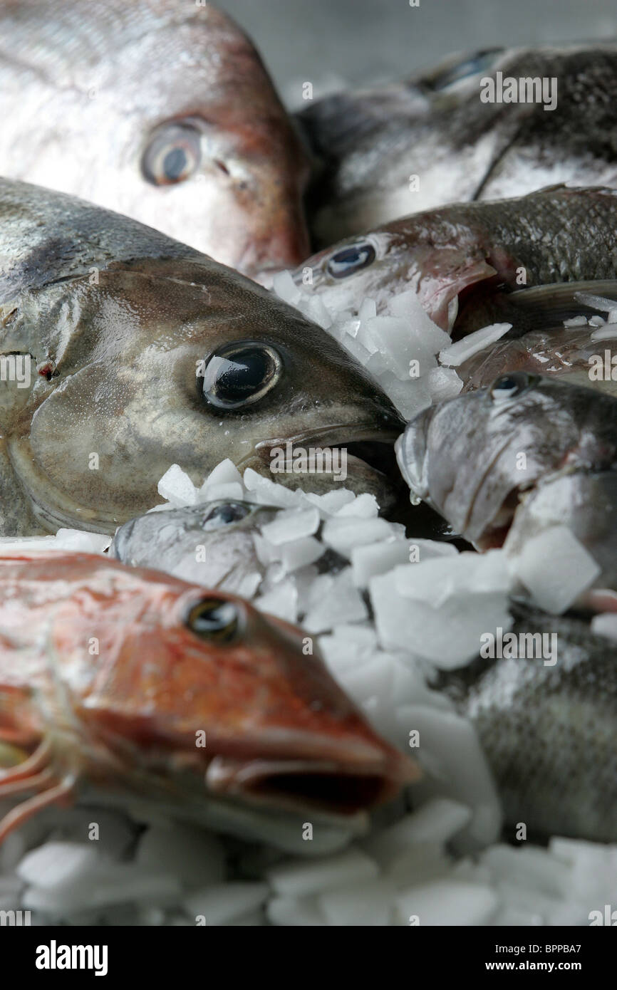 New zealand fish hi-res stock photography and images - Alamy