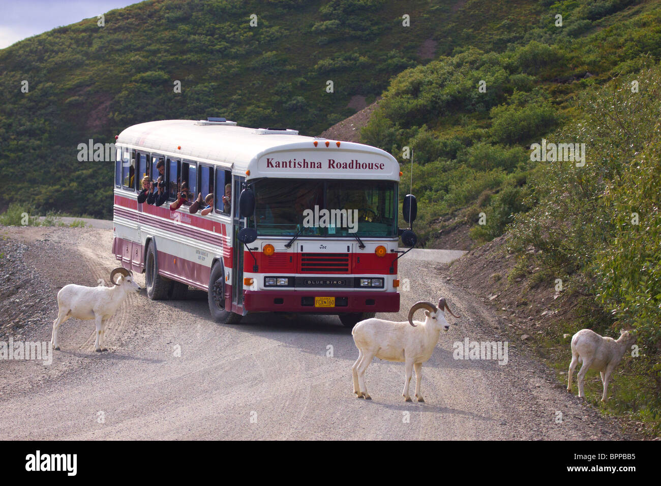Kantishna Roadhouse bus and Dall's Sheep, Denali National Park, Alaska ...
