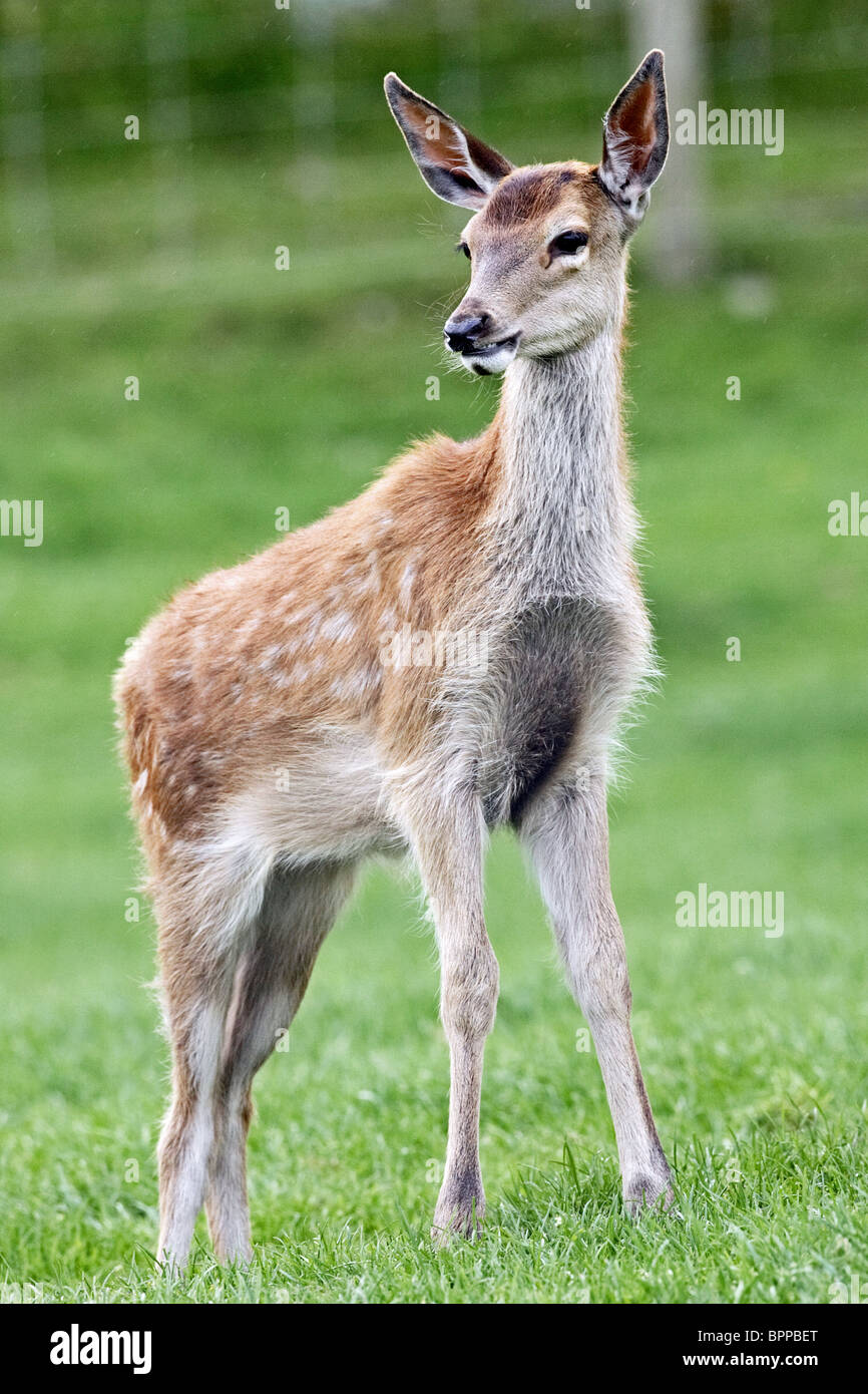 Red deer with fawn hi-res stock photography and images - Alamy