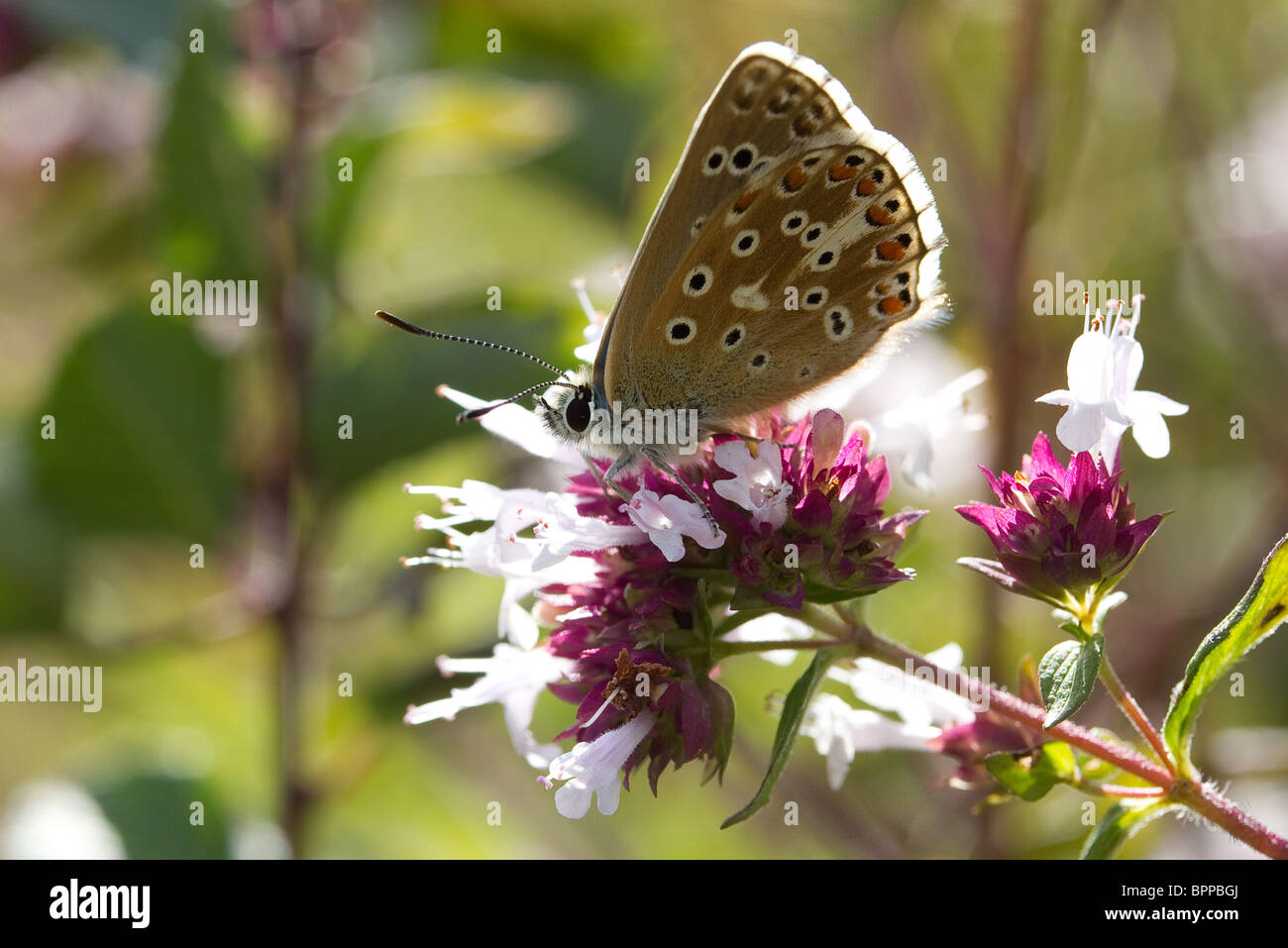 Male adonis blue butterfly (Polyommatus bellargus) backlit by the sun ...
