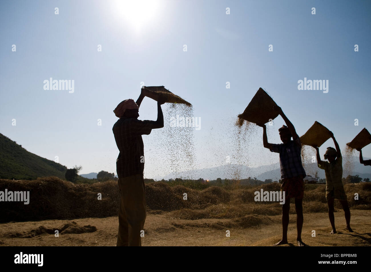 Farmers clean their paddy after finishing threshing and drying the rice ...
