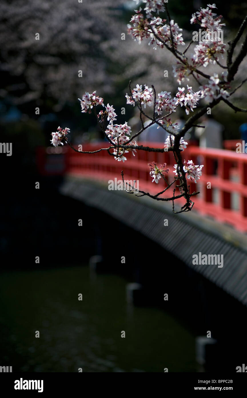 Japan pink cherry blossom bridge hi-res stock photography and images ...