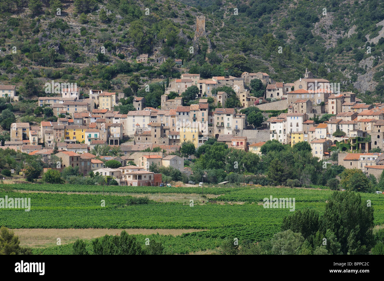 Vines growing close to the River Orb in the Orb Valley at Roquebrun ...