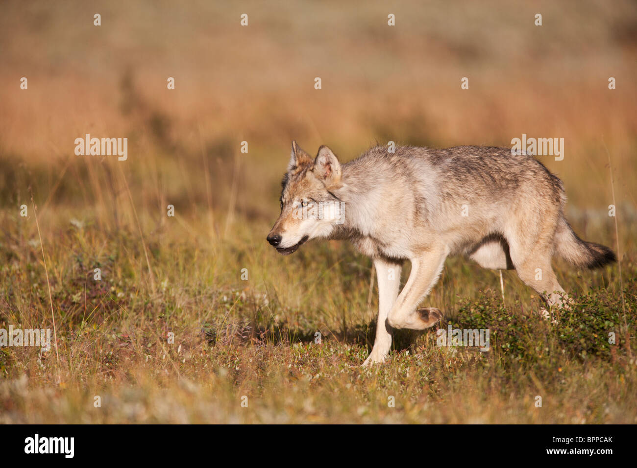 Wild wolf, Denali National Park, Alaska Stock Photo - Alamy