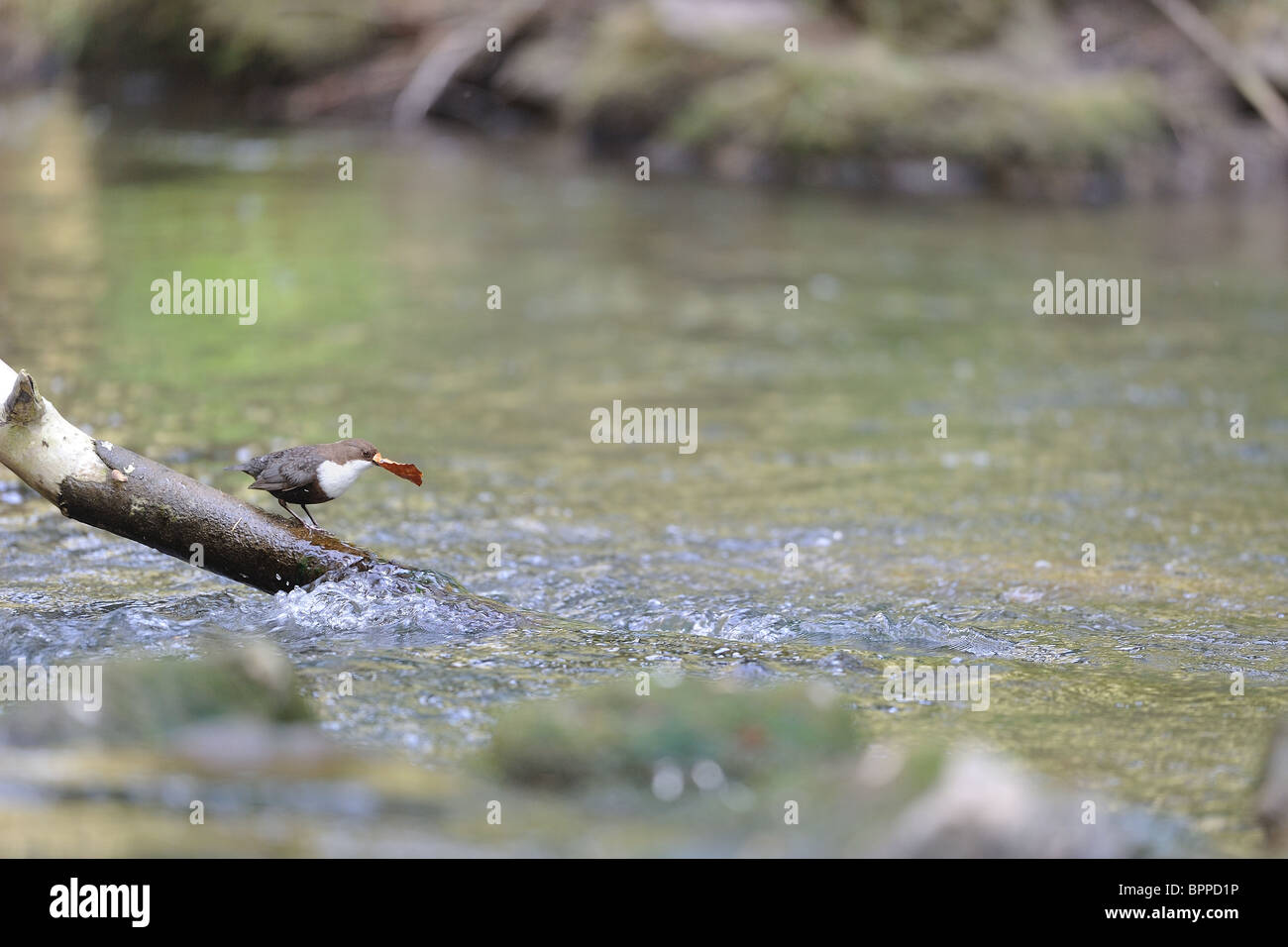 Dipper at nest hi-res stock photography and images - Alamy