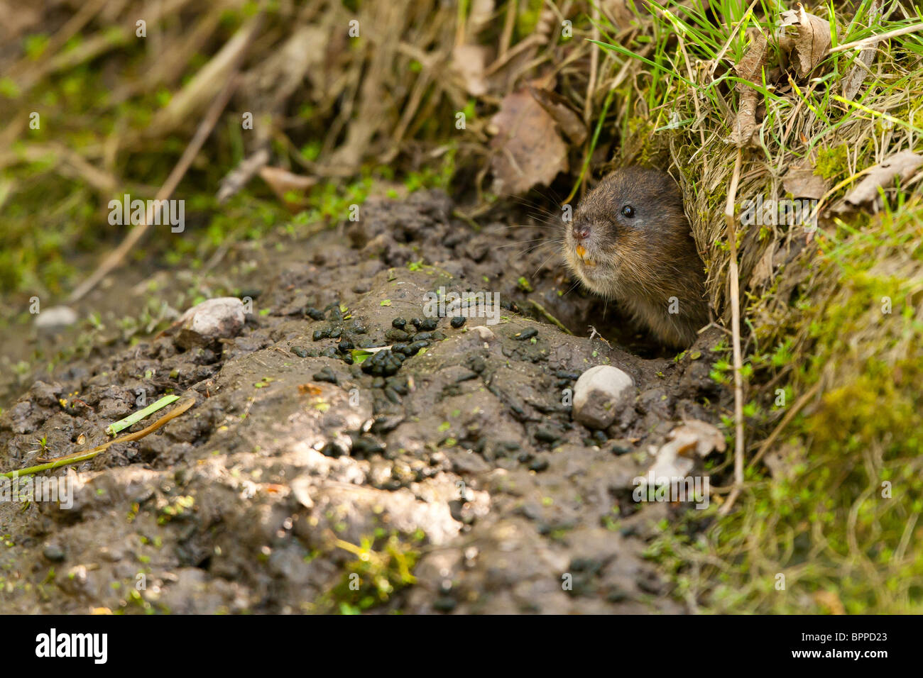 European Water Vole (Arvicola amphibius) In Burrow Stock Photo - Alamy