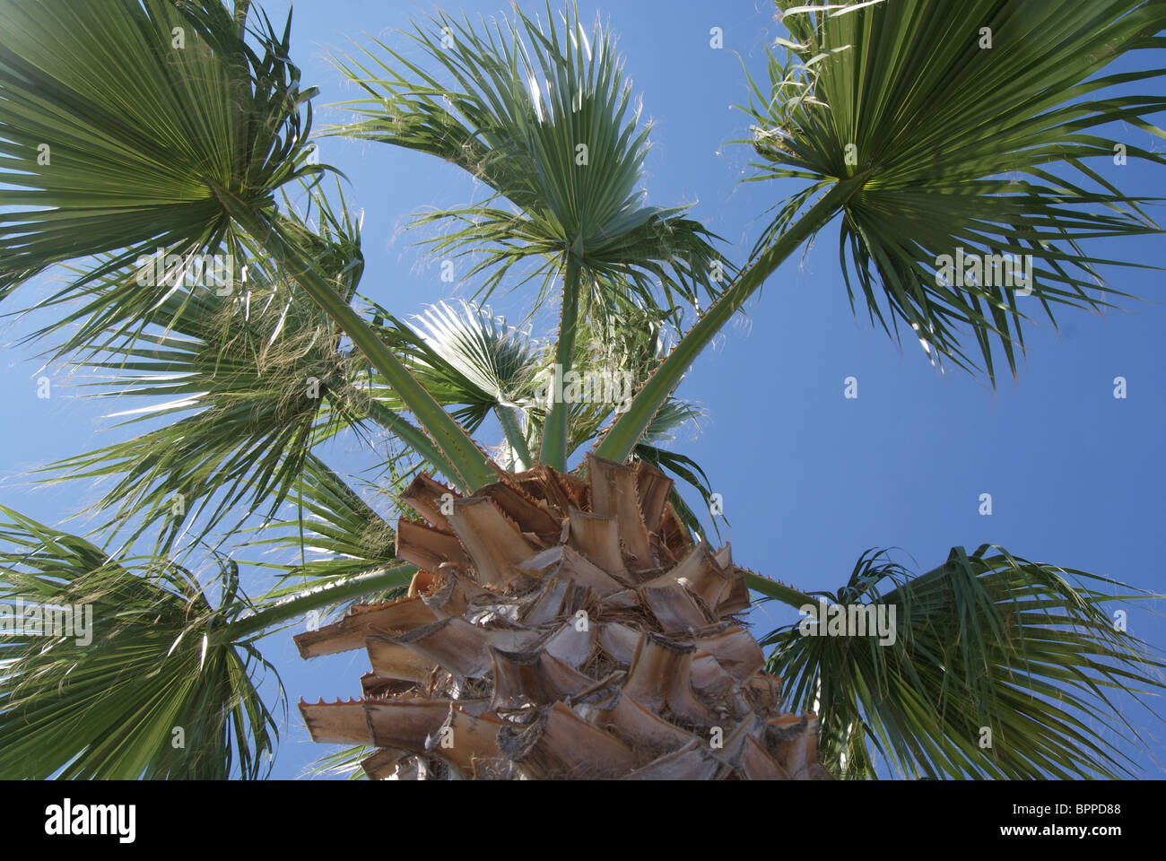Spikey palm leaves hi-res stock photography and images - Alamy