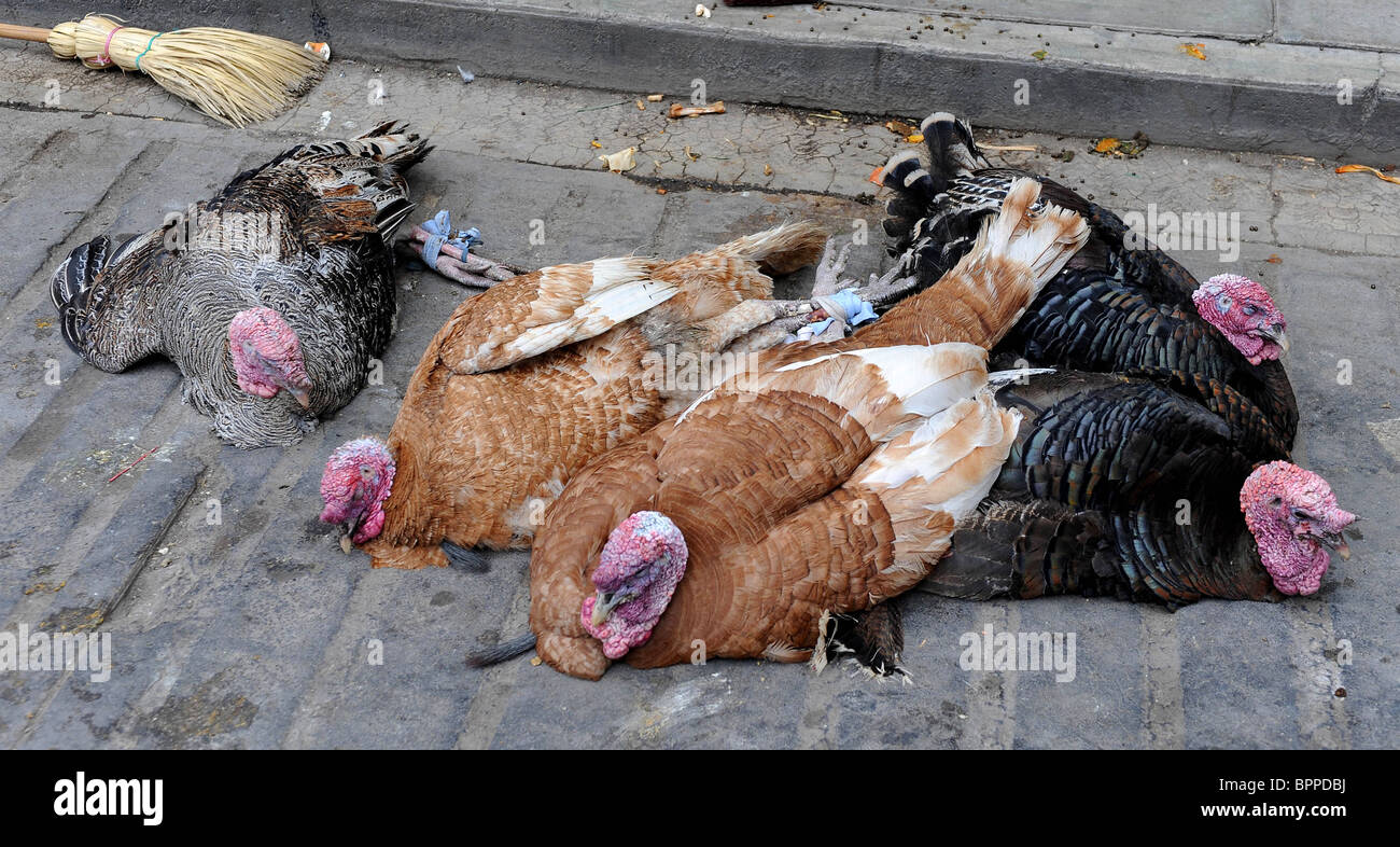 Live turkeys for sale in Tlacolula Market, Oaxaca, Mexico Stock Photo ...