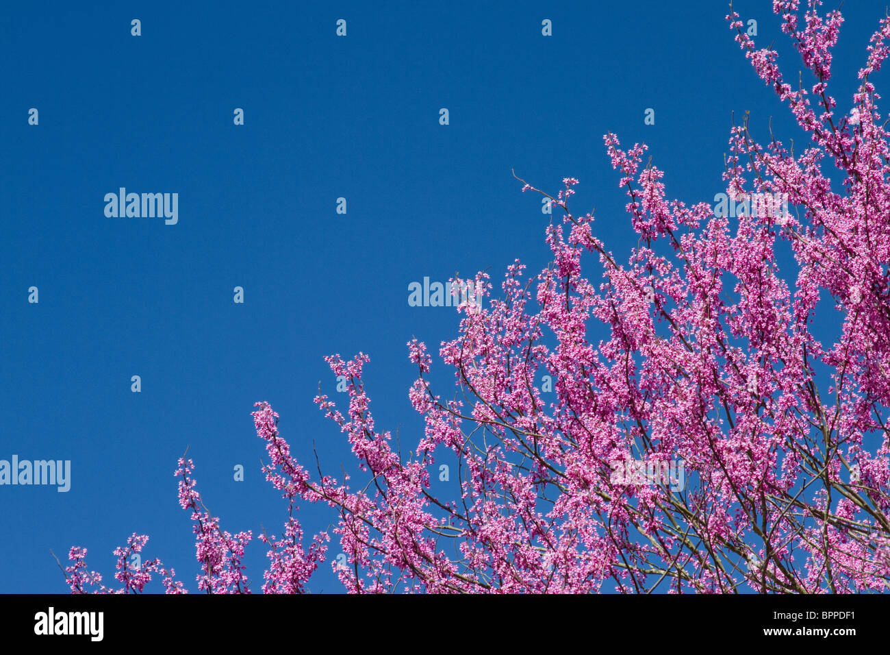 Eastern red bud tree hi-res stock photography and images - Alamy