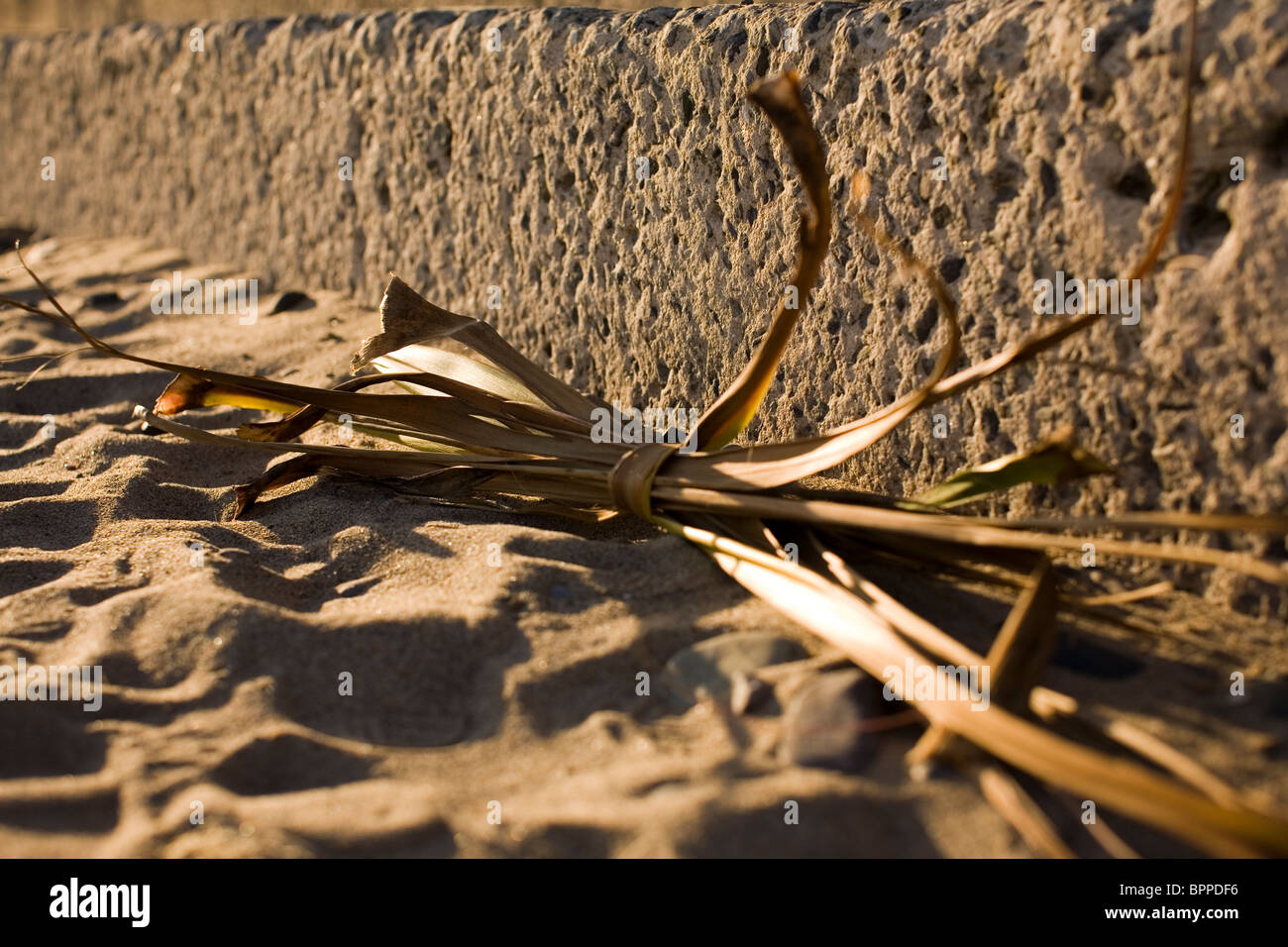 Washed up leaves hi-res stock photography and images - Alamy