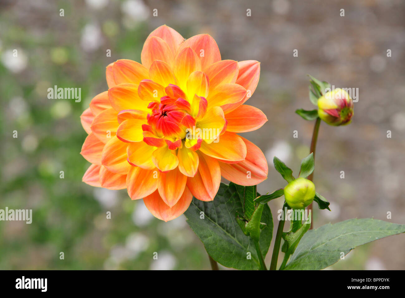 Dahlia x hybrida garden flower, close up of flower head Stock Photo - Alamy