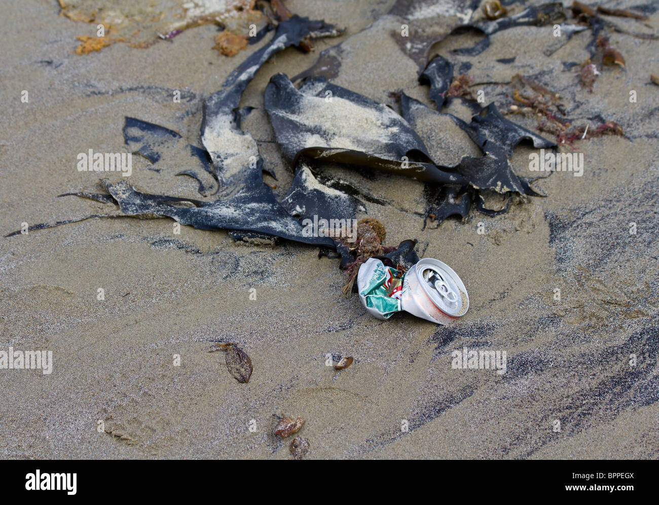 Discarded beer can on the beach Stock Photo - Alamy