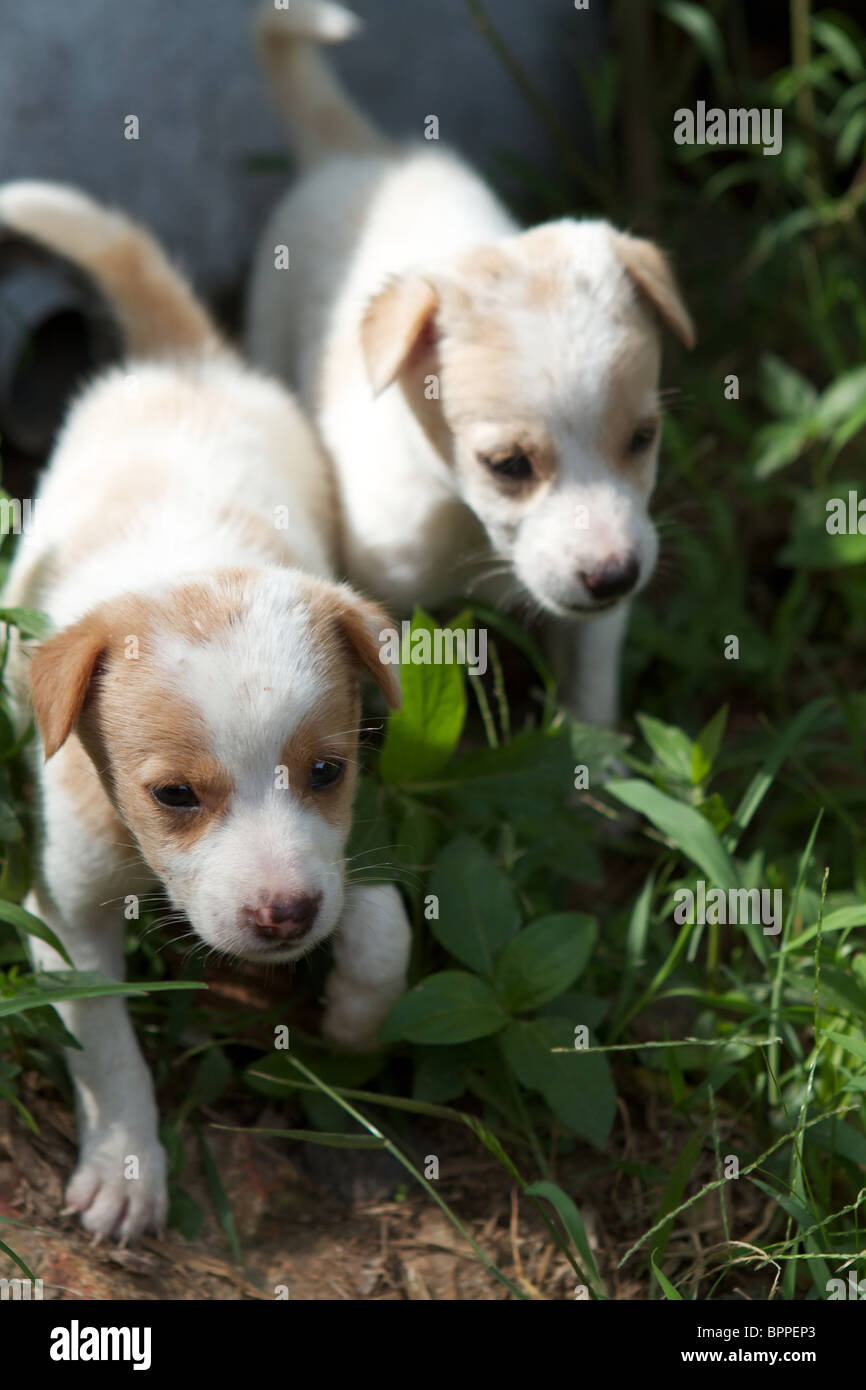 Two puppies hi-res stock photography and images - Alamy