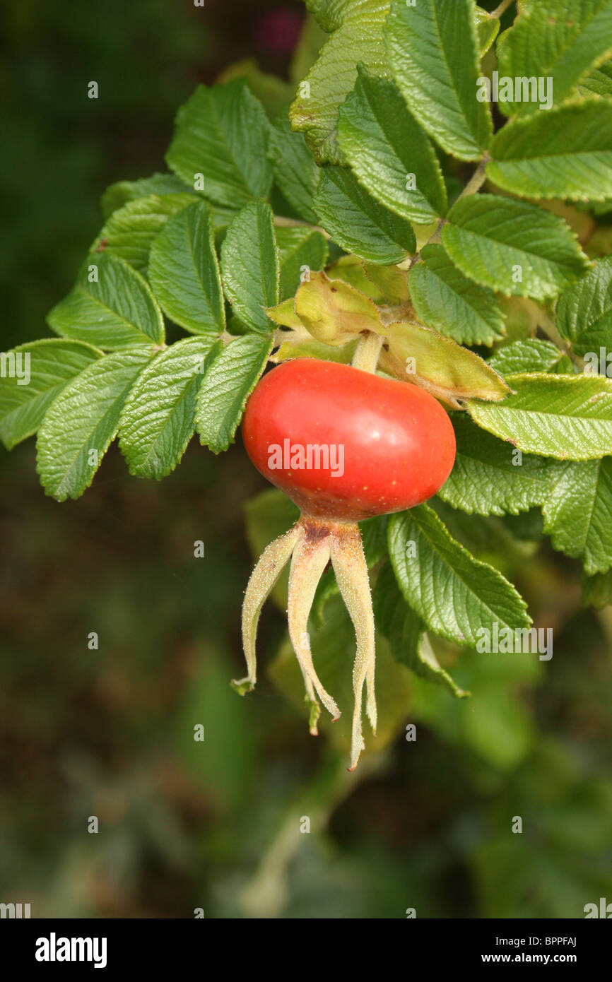 Rosehip hi-res stock photography and images - Alamy