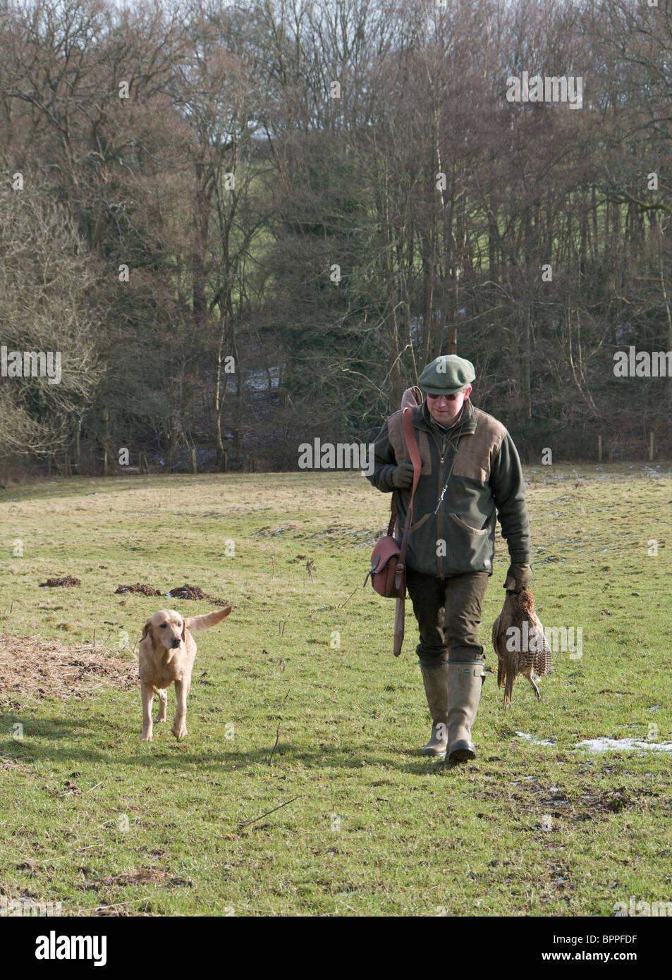 A pheasant shoot in the UK Stock Photo - Alamy