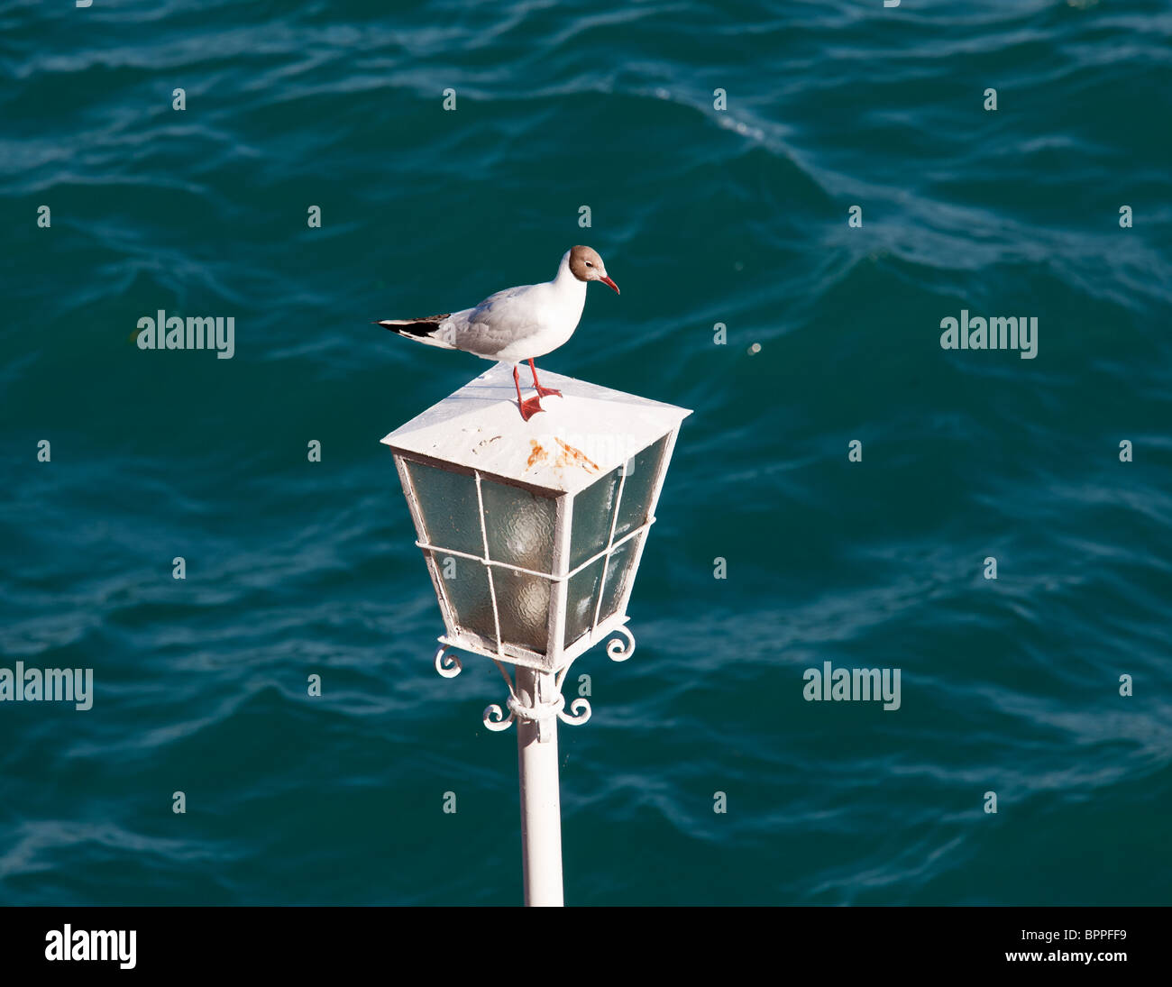 Seagull lake garda bird lake garda italy hi-res stock photography and ...