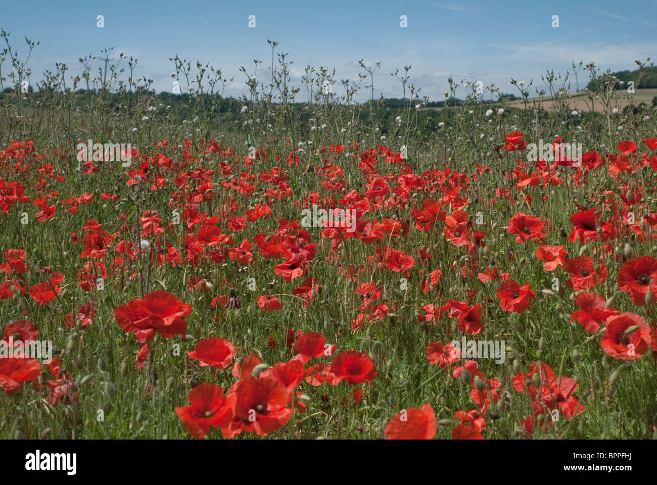 A field of red poppies Stock Photo - Alamy