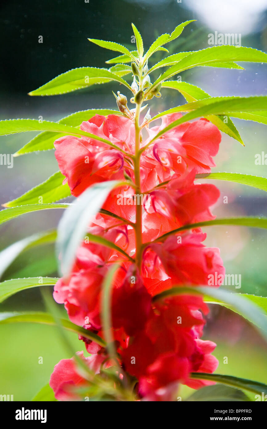 Red flower in sunlight hi-res stock photography and images - Alamy