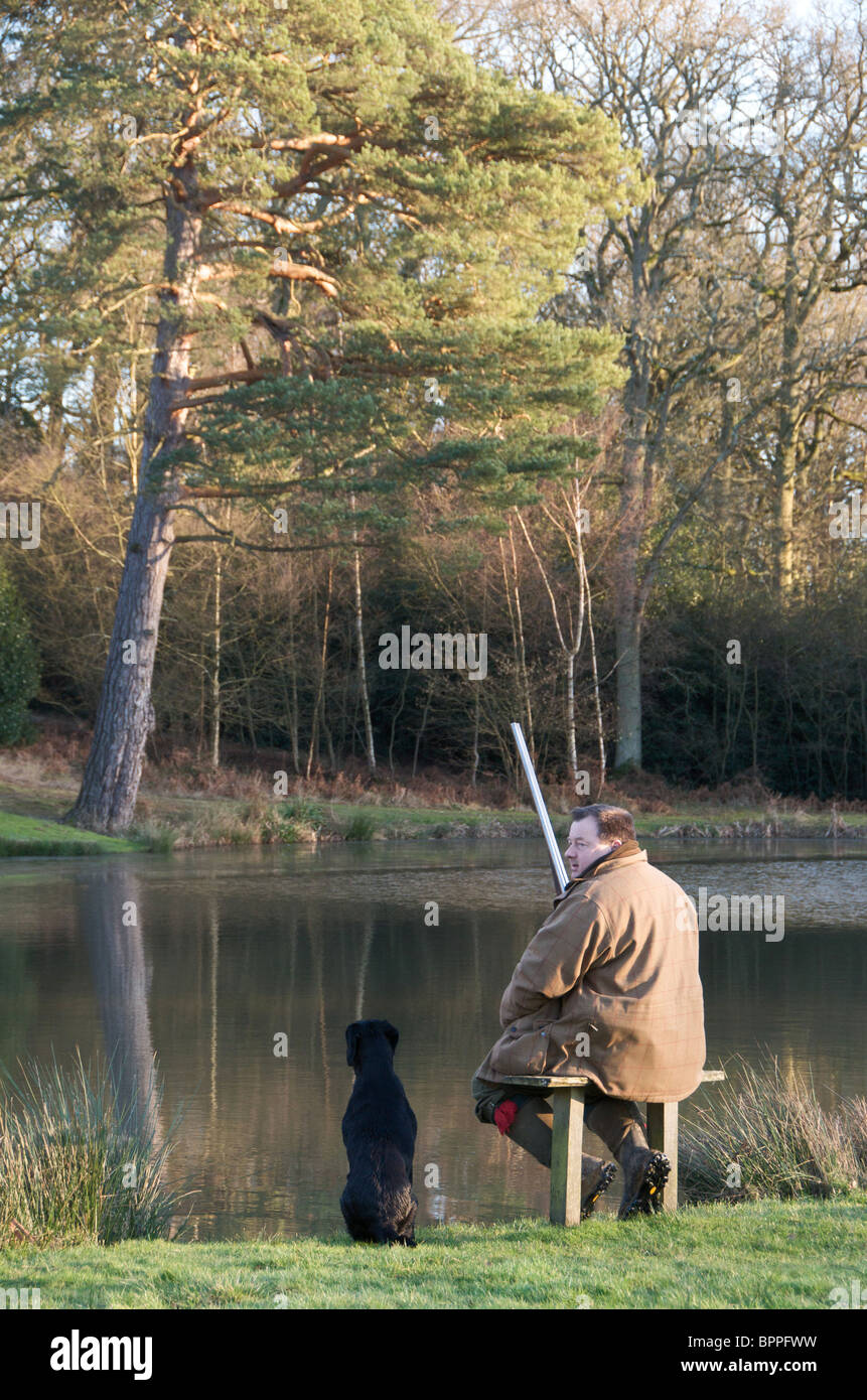 A pheasant shoot in the UK Stock Photo - Alamy
