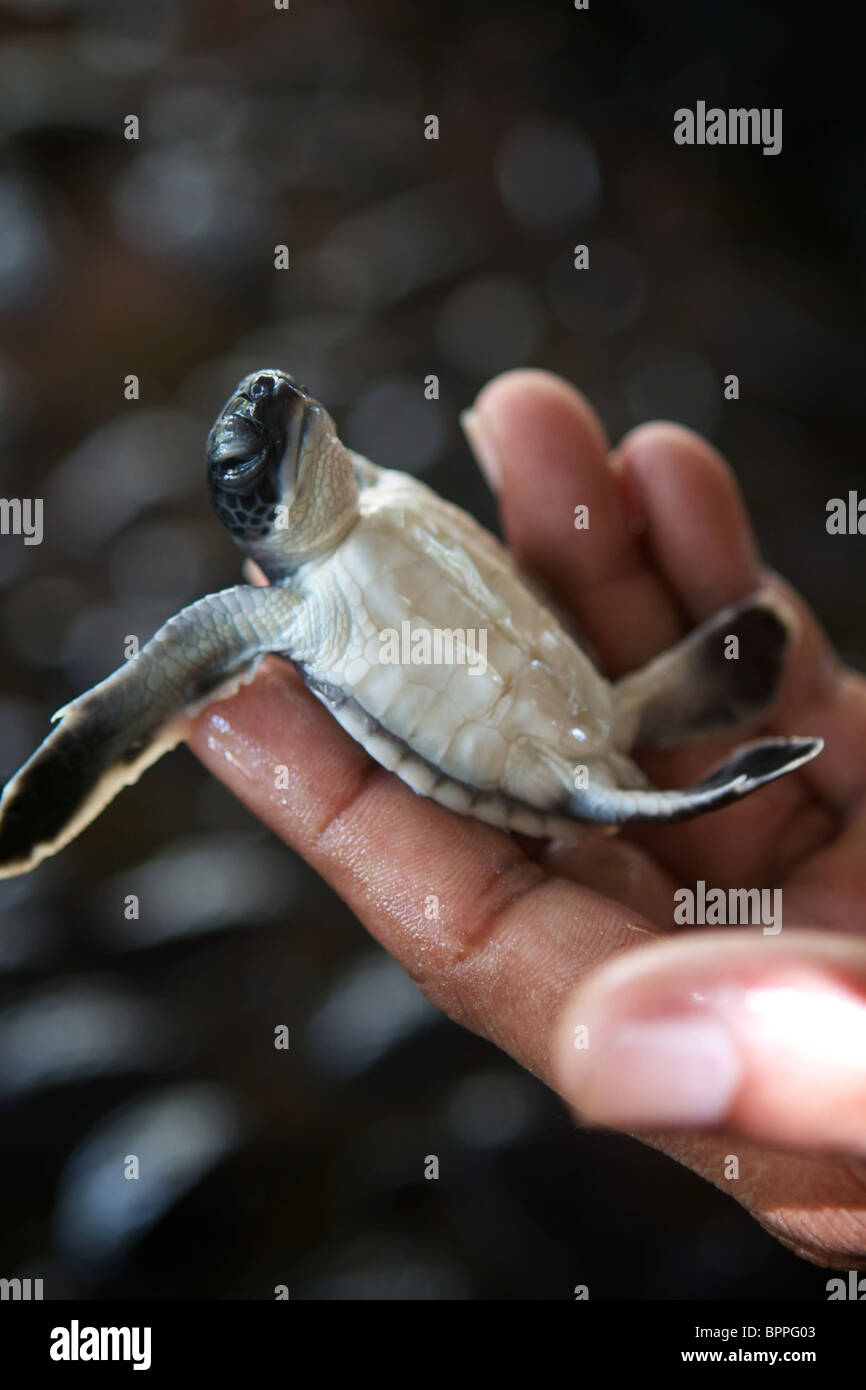 Turtle hatchery sri lanka hi-res stock photography and images - Alamy