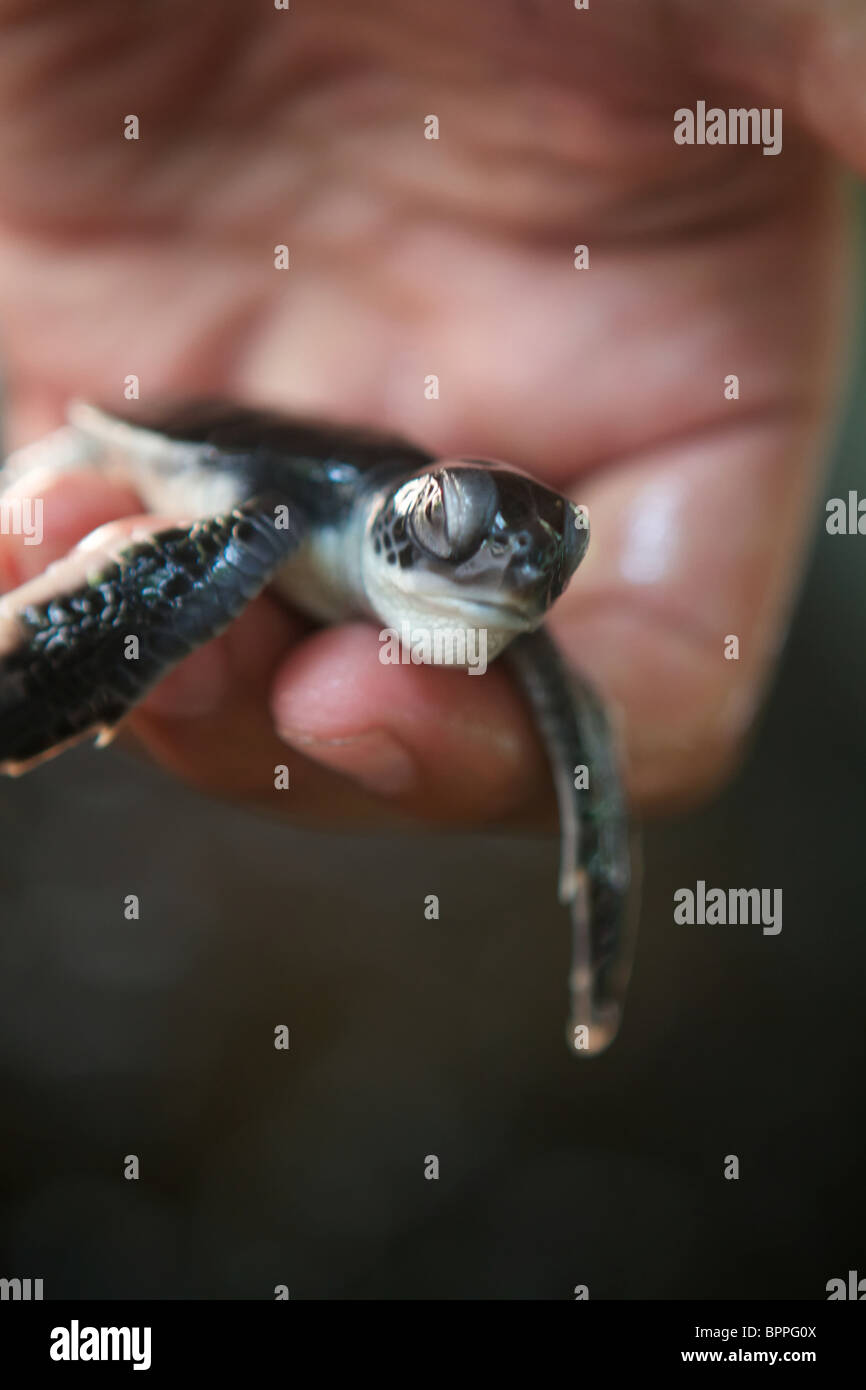 Turtle nursery hi-res stock photography and images - Alamy