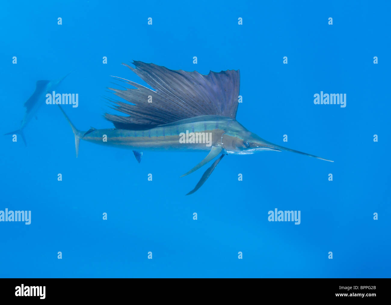 Istiophorus Platypterus Sailfish High Resolution Stock Photography and ...