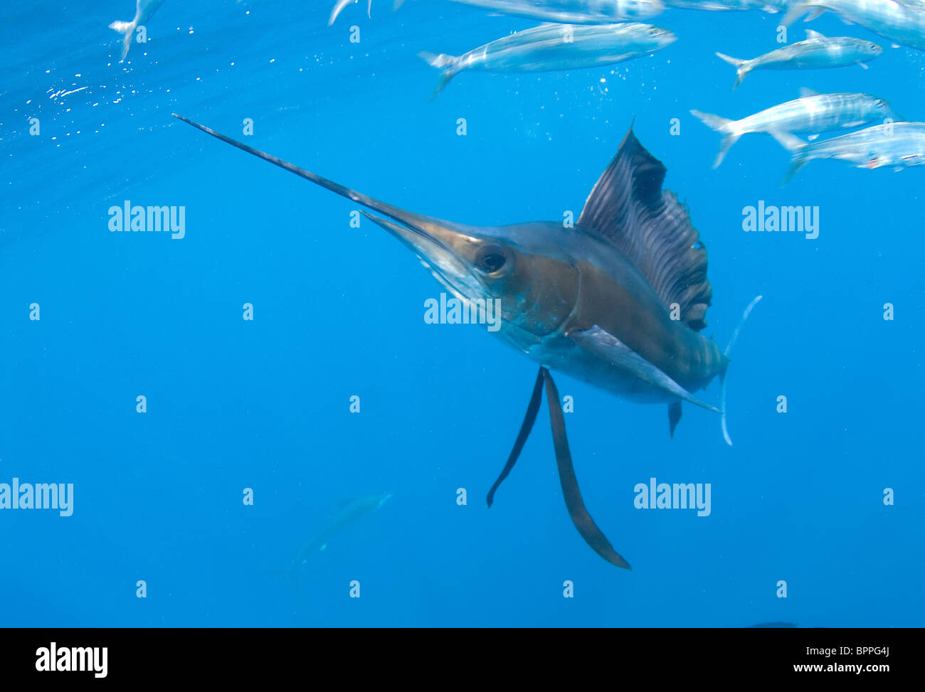Istiophorus Platypterus Sailfish High Resolution Stock Photography and ...