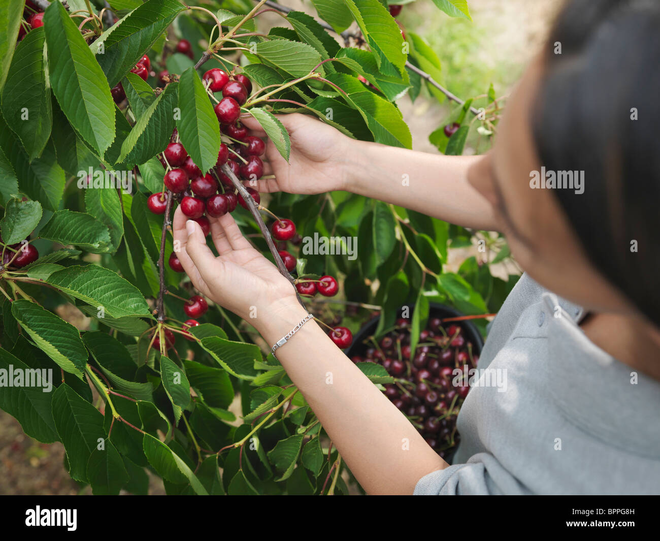 Person picking cherries not child hi-res stock photography and images ...