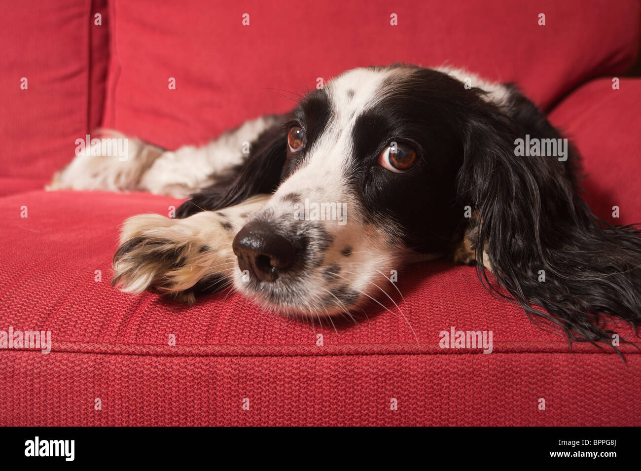A close up of an English Springer Spaniel dog laying down indoors on a ...