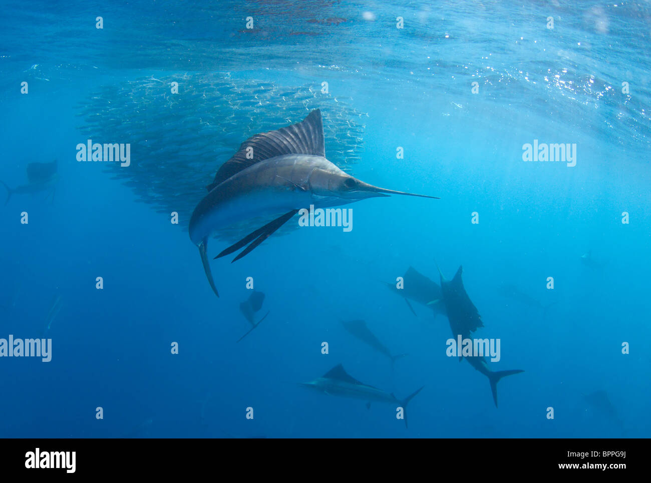 Sailfish, Istiophorus platypterus, off Isla Mujeres Mexico, Gulf of ...