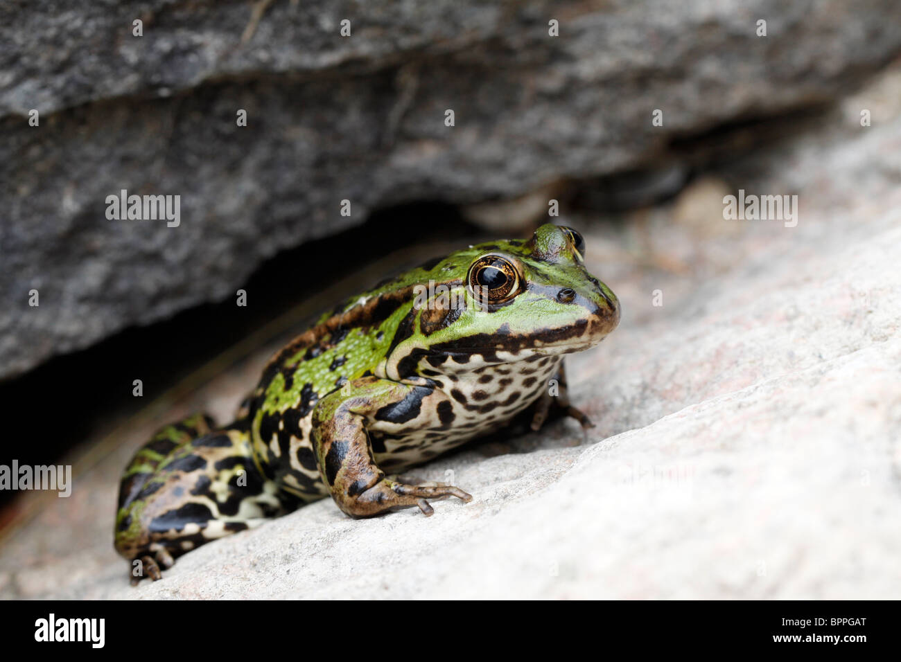 Green frog sitting on the stone Stock Photo - Alamy