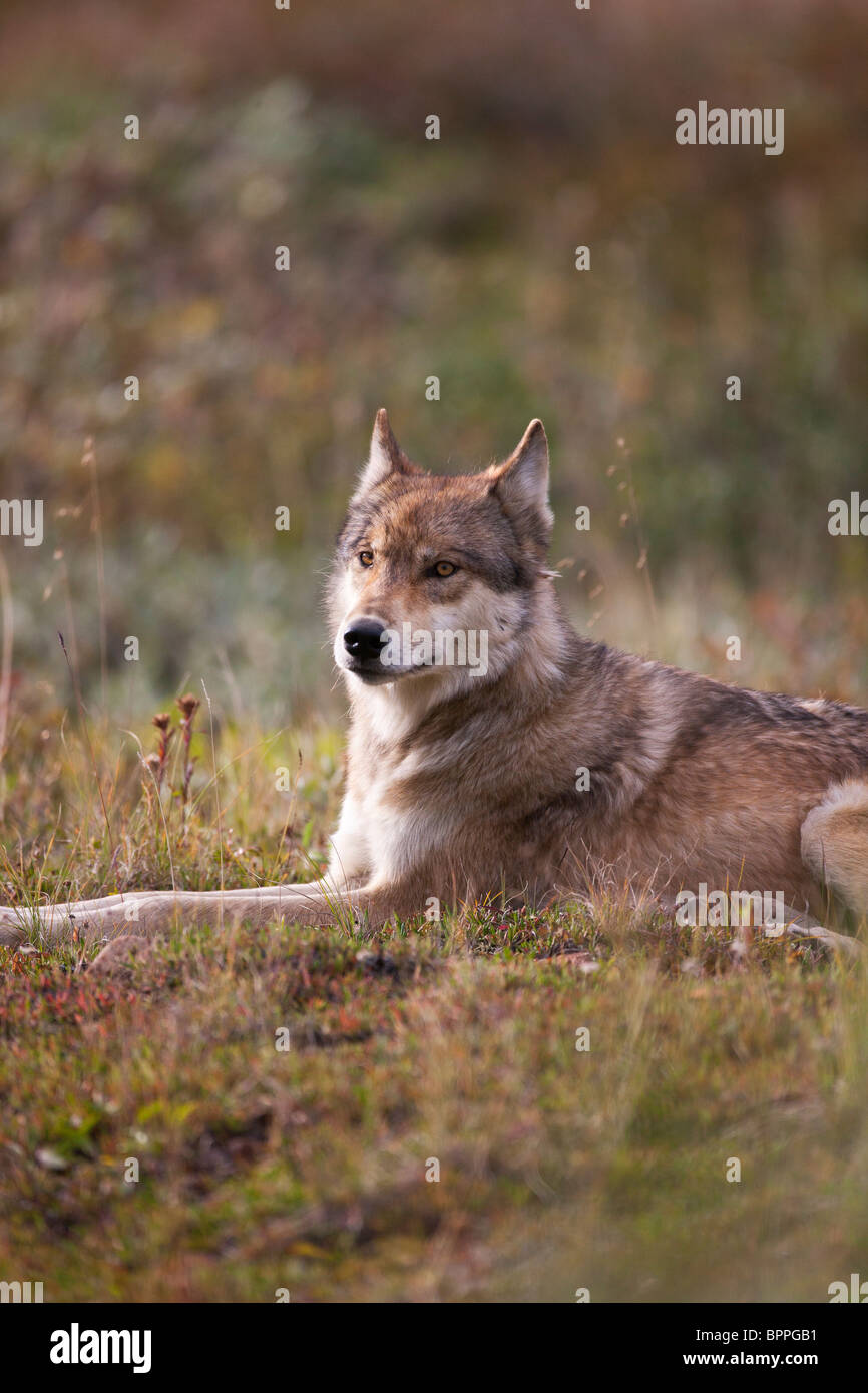 Wild wolf, Denali National Park, Alaska Stock Photo - Alamy