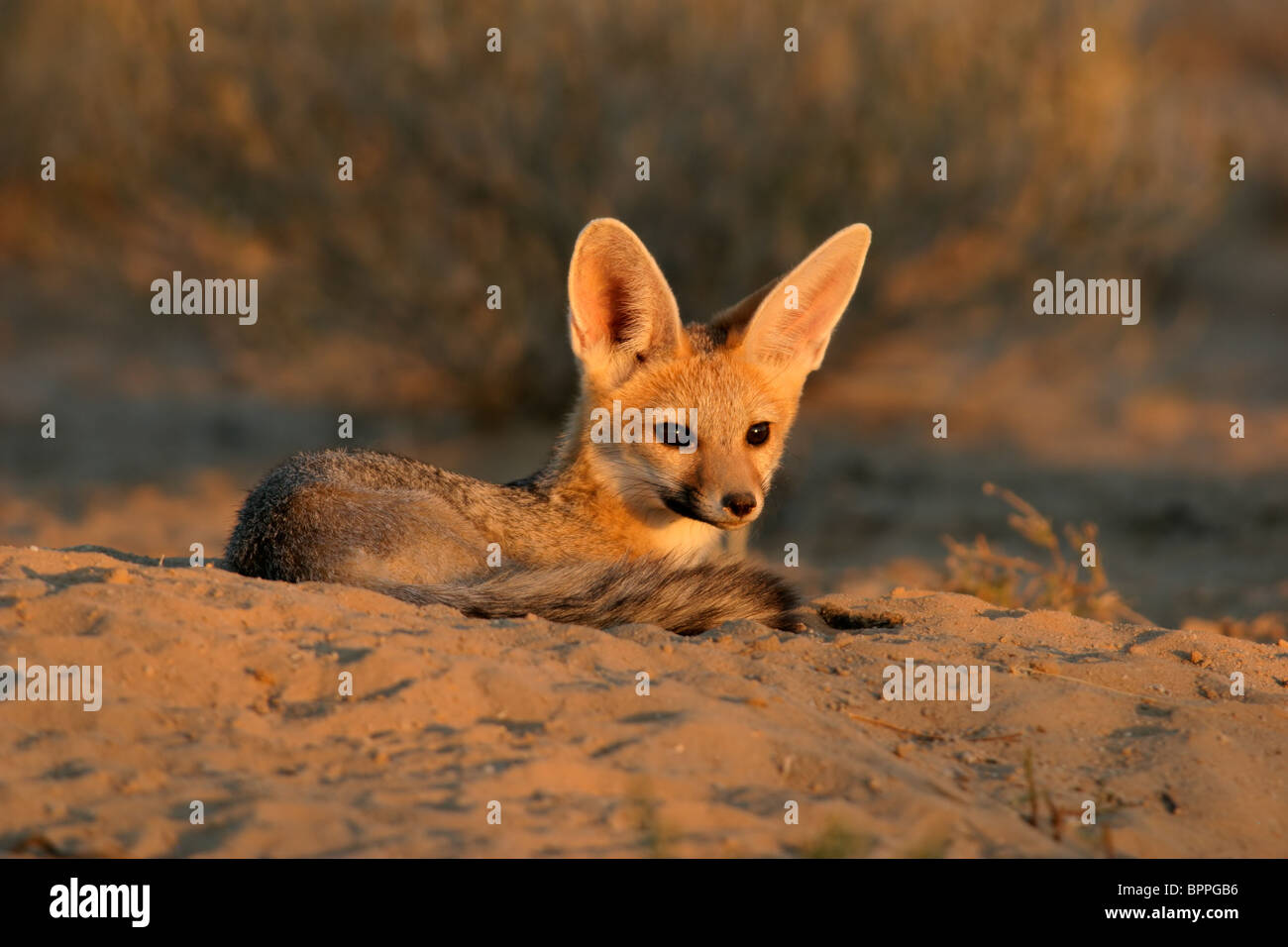 Cape fox (Vulpes chama) resting in front of burrow, Kgalagadi ...