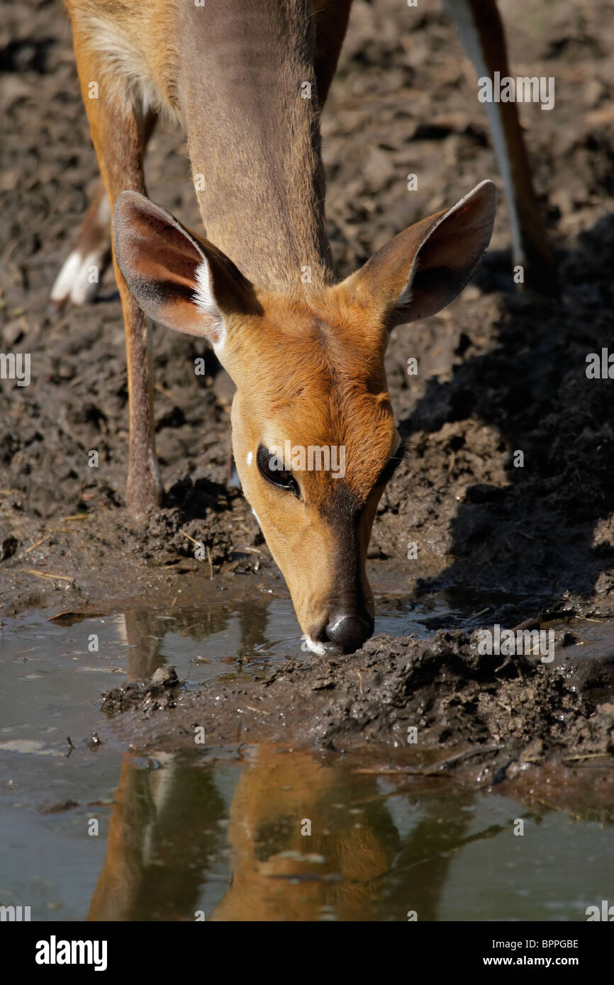 Female Bushbuck antelope (Tragelaphus scriptus) drinking water, Kruger ...