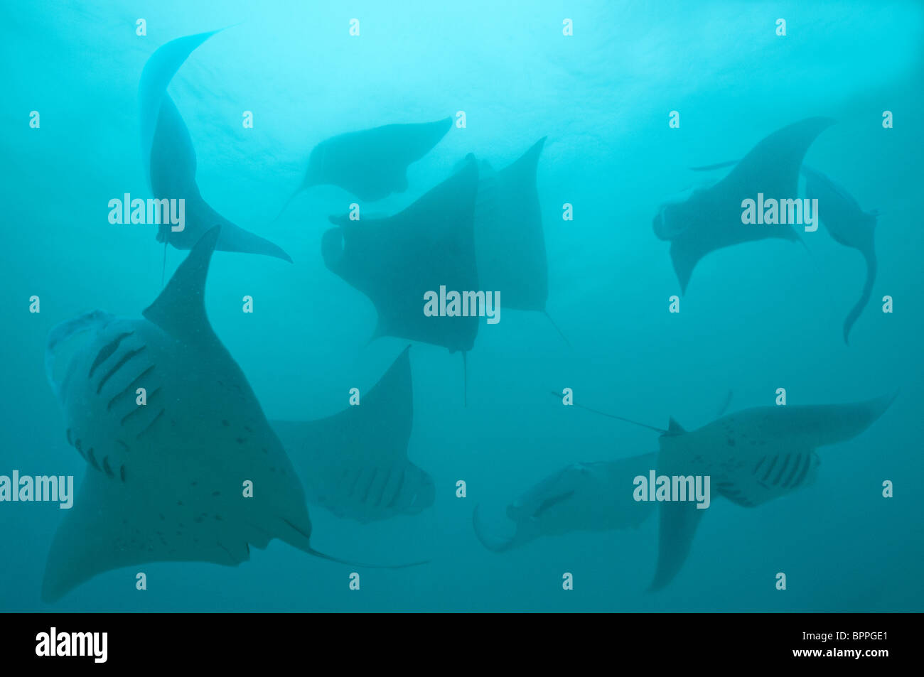 Manta ray feeding feed plankton hi-res stock photography and images - Alamy