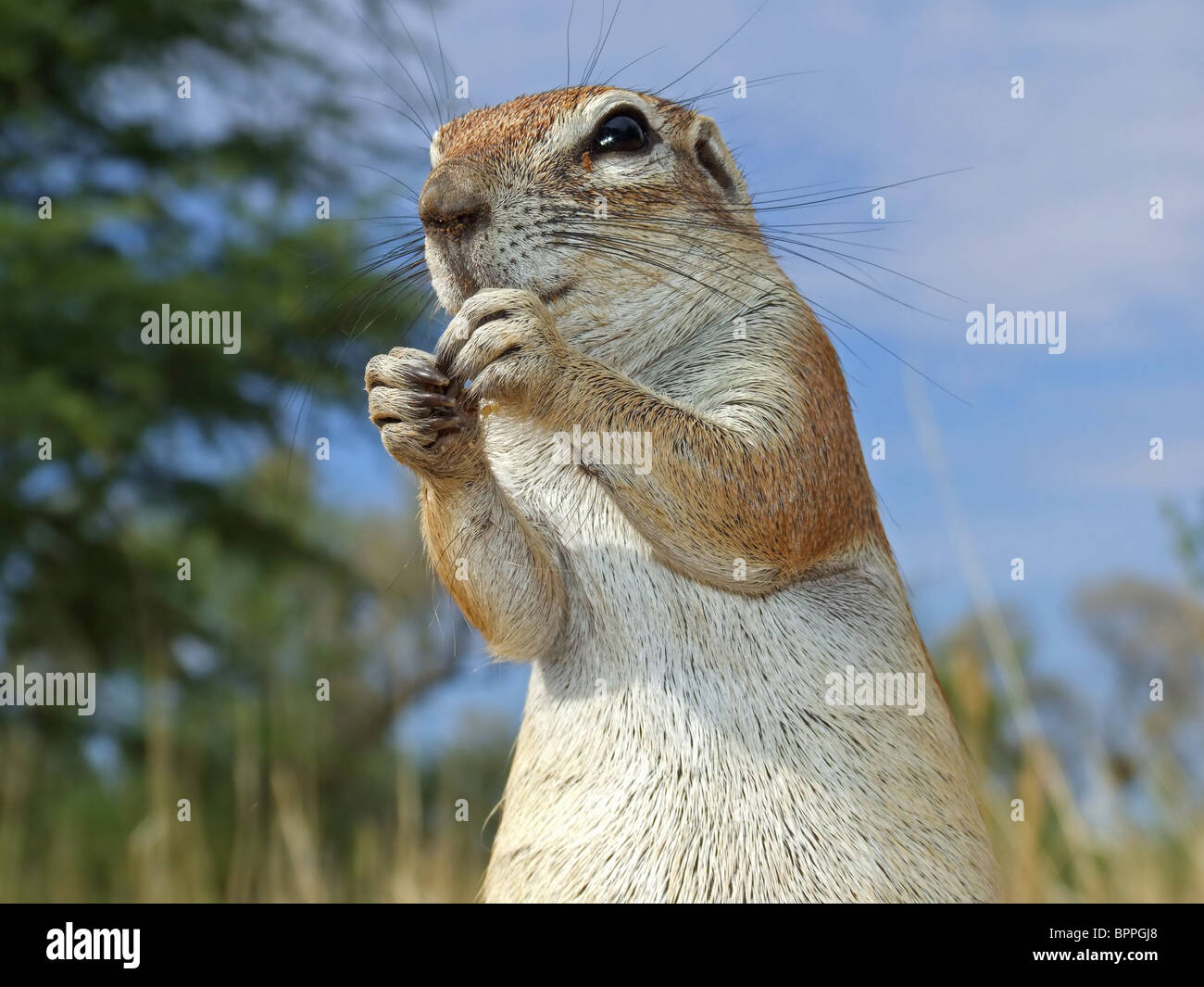 Close-up of an inquisitive ground squirrel (Xerus inaurus), Kgalagadi ...