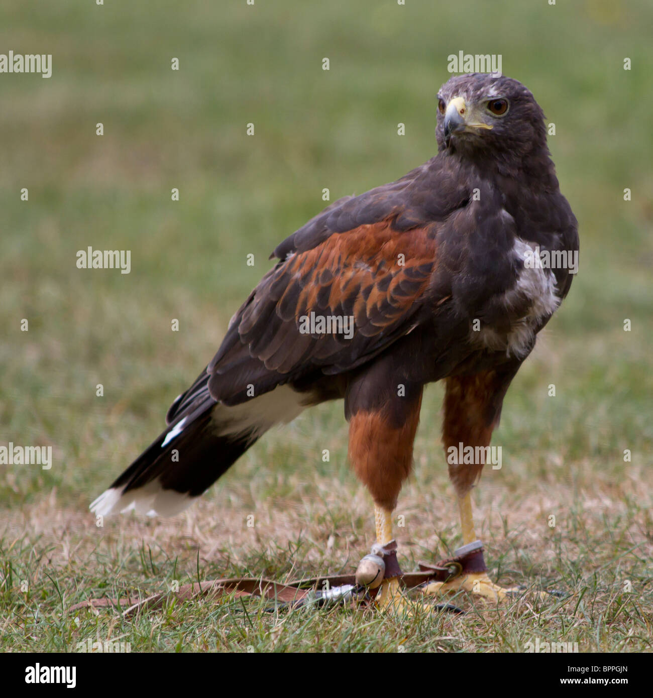 Supreme predator hi-res stock photography and images - Alamy