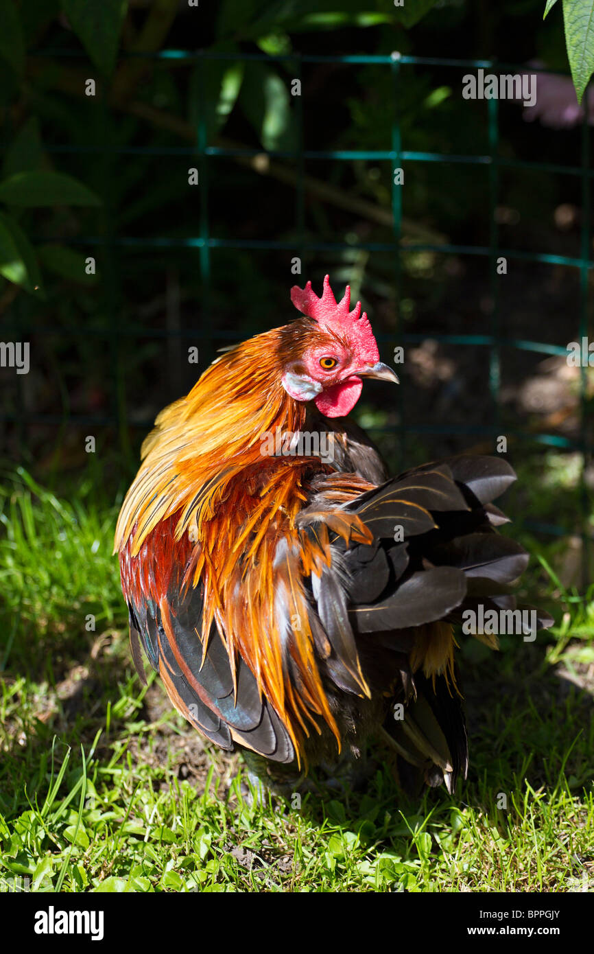 French Maran Cockerel Stock Photo - Alamy