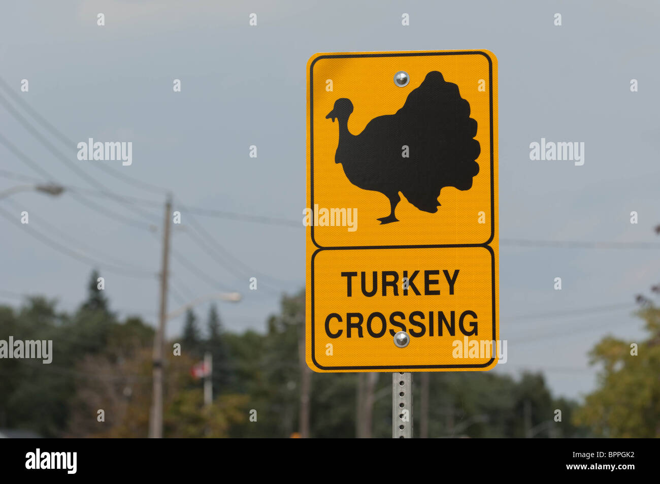 Turkey Crossing Road High Resolution Stock Photography and Images - Alamy